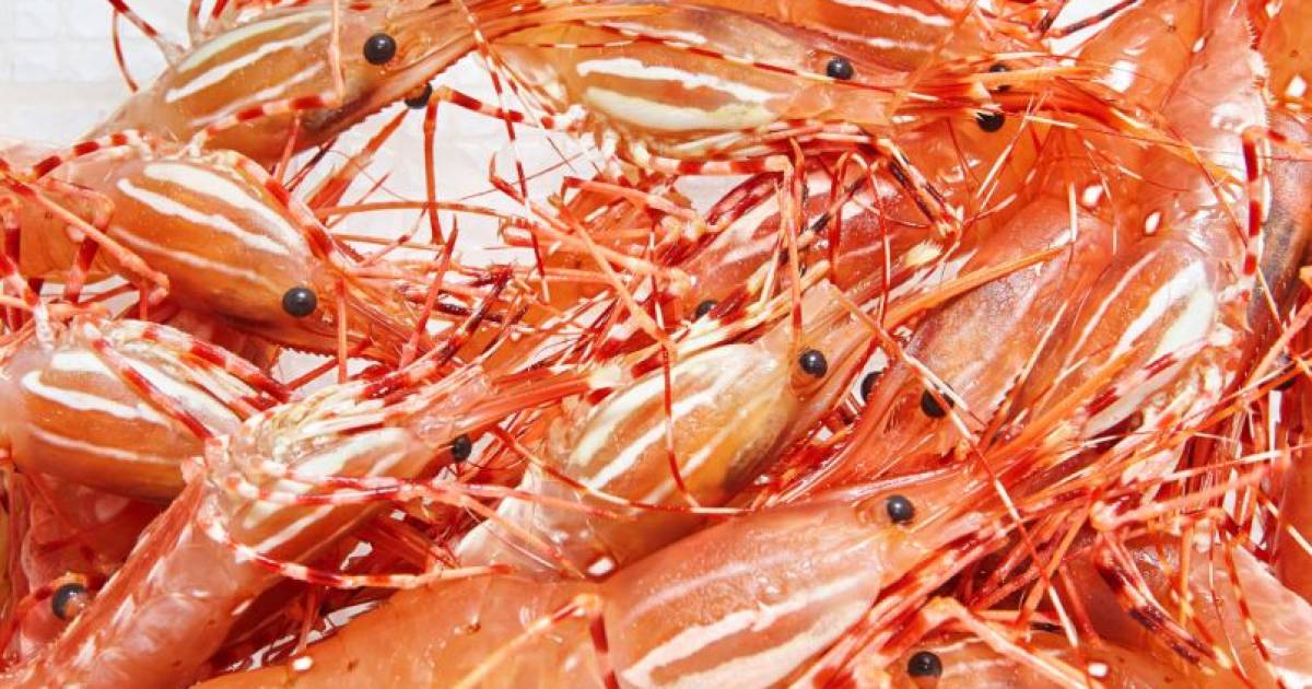 Can you eat dead spot prawn?