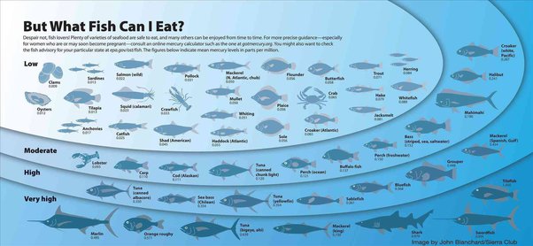Can you eat fish everyday mercury?