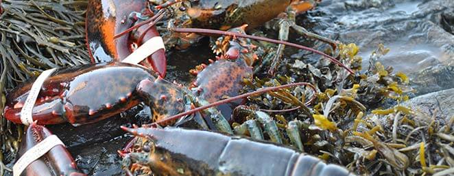 Can you eat lobster in the winter?