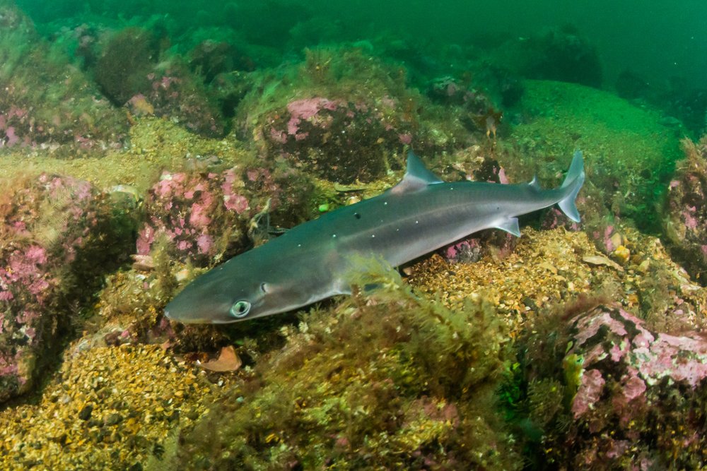 Can you eat Pacific dogfish?
