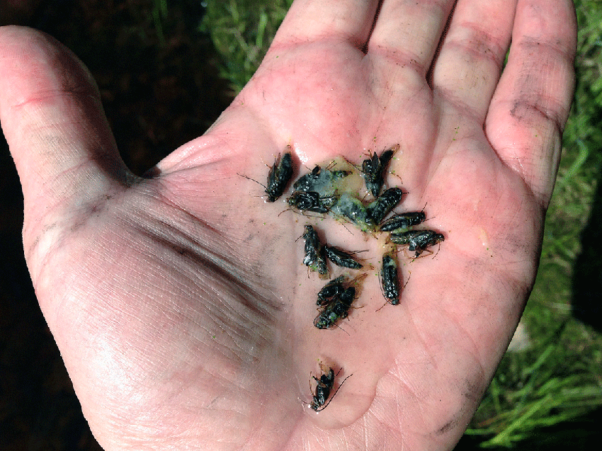 Can you eat salmon right out of the river?
