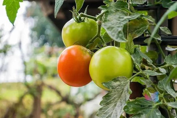 Can you eat tomatoes straight from can?