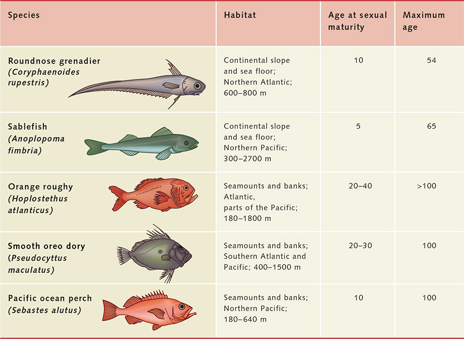 Can you fish for deep sea fish?