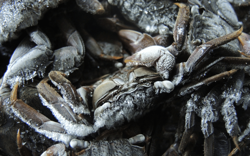 Can you freeze live crabs and cook later?