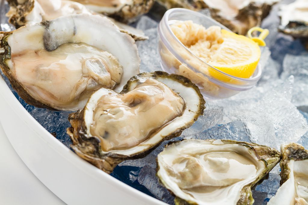 Can you freeze shucked oysters?