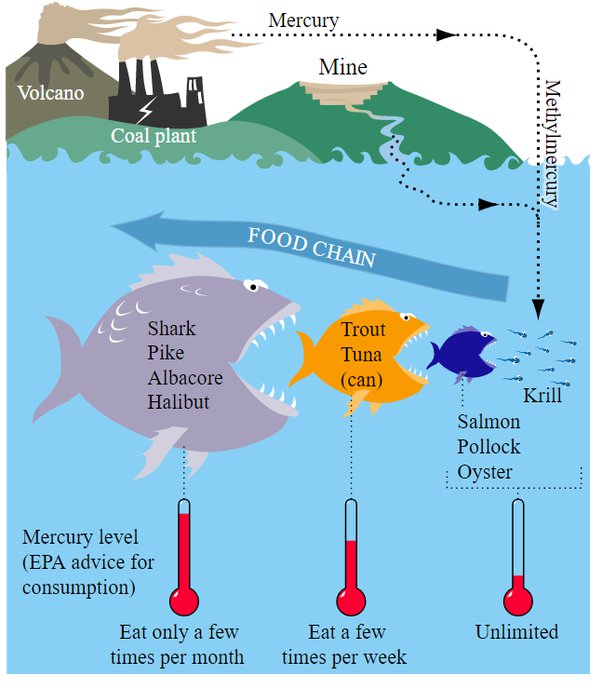Can you get mercury poisoning from canned salmon?
