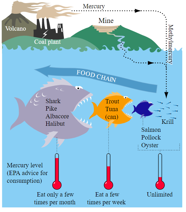 Can you get mercury poisoning from eating too much salmon?