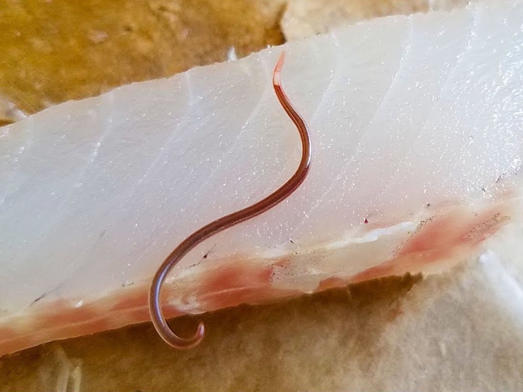 Can you get parasites from fresh fish?