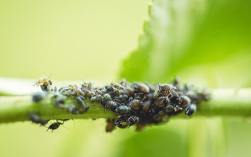 Can you get sick from aphids?