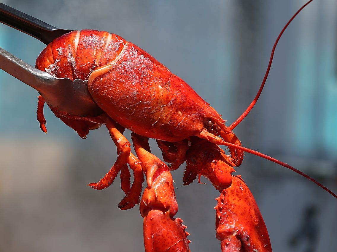 Can you get sick from eating lobster?