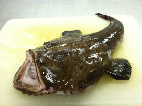 Can you get sick from monkfish?