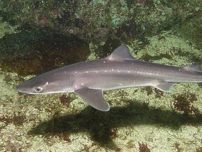 Can you keep dogfish in Washington state?