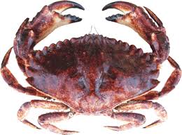 Can you keep red rock crab in BC?