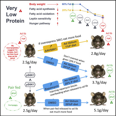 Can you lose weight on a low protein diet?