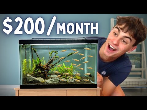 Can you make money breeding fish?