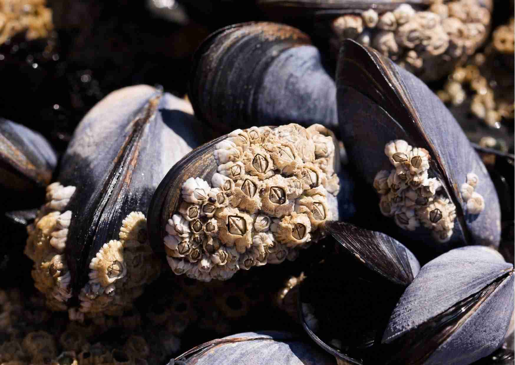 Can you pick mussels off the beach UK?