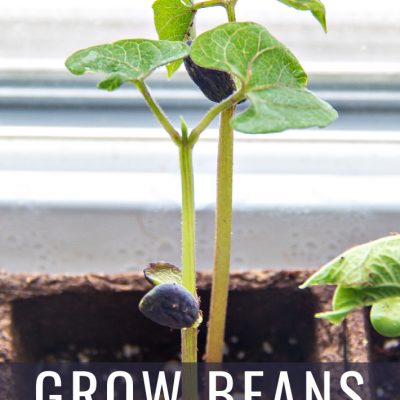 Can you plant a bean from the store?