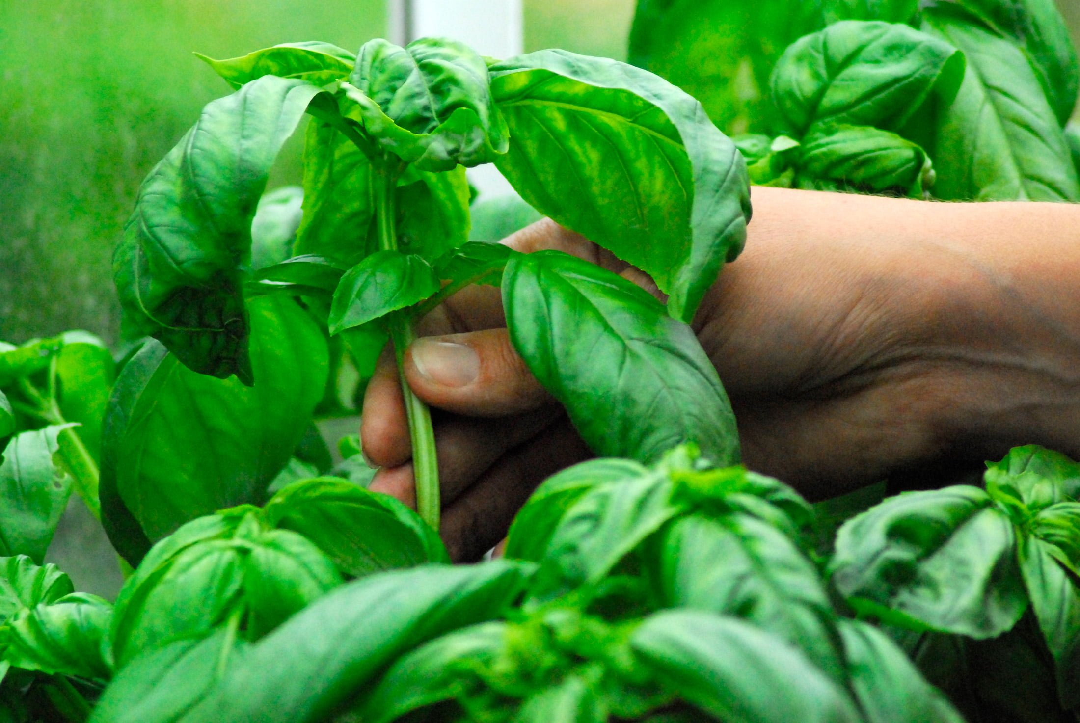 Do all basil taste the same?