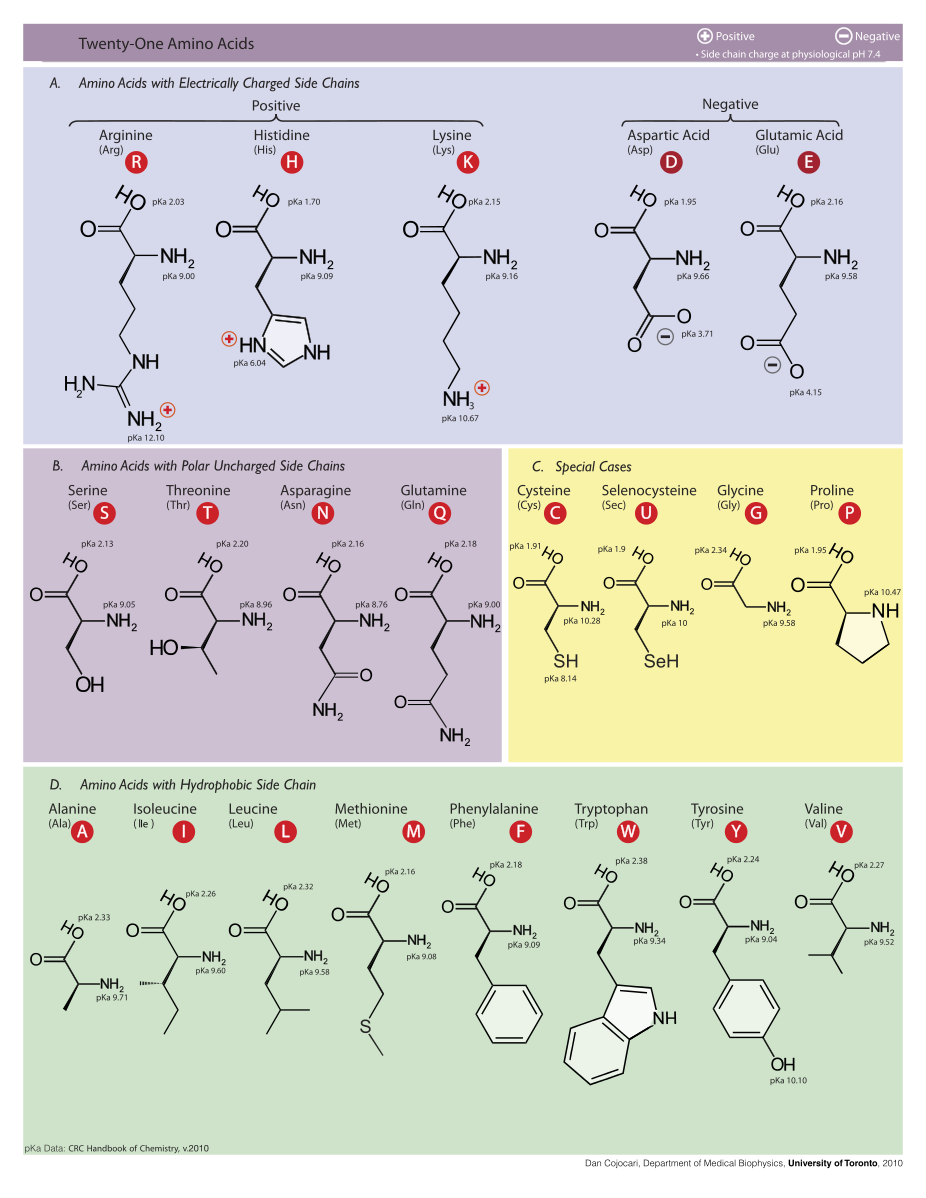 Do all proteins have the same number of amino acids?