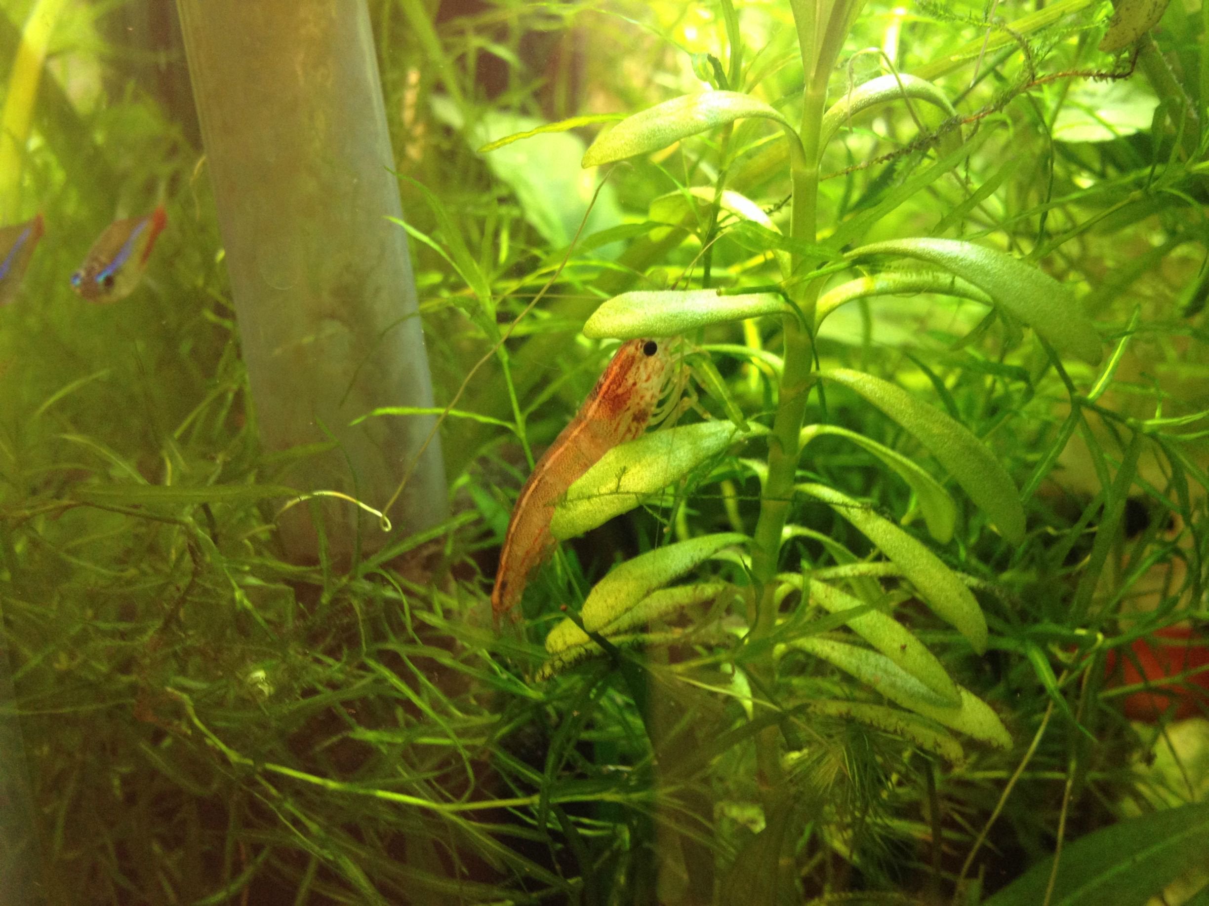 Do Amano shrimp turn red?
