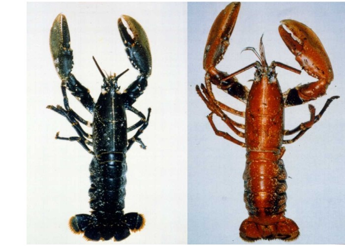 Do blue lobsters turn red?