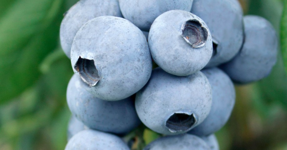 Do blueberries make you run faster?