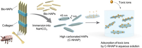 Do bones do waste removal?