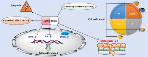 Do carotenoids reduce cancer?