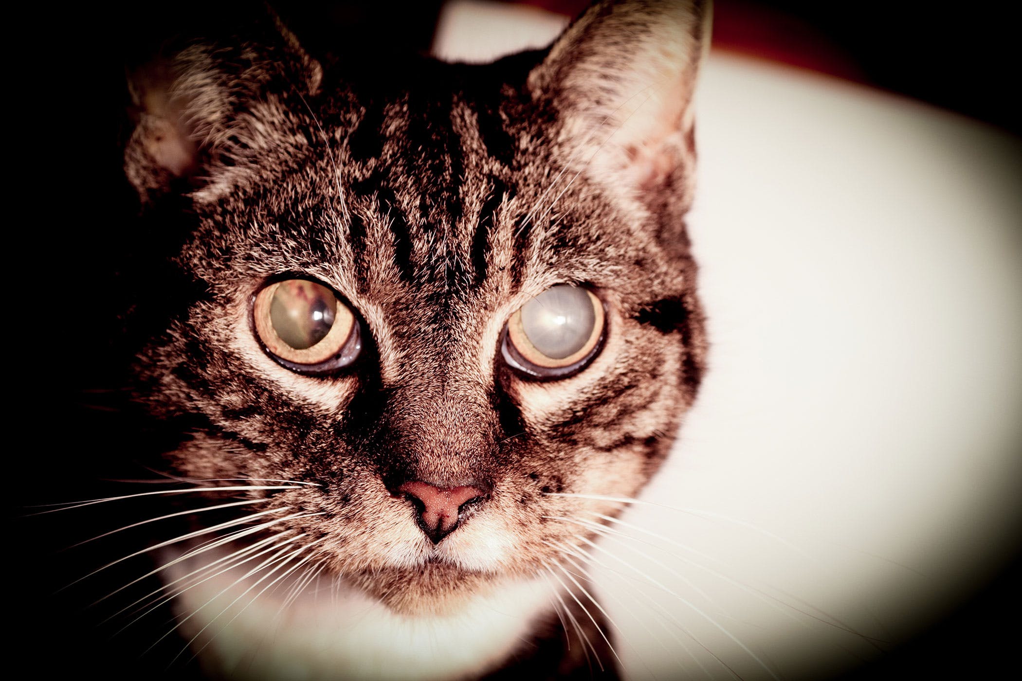 Do cataracts hurt cats?