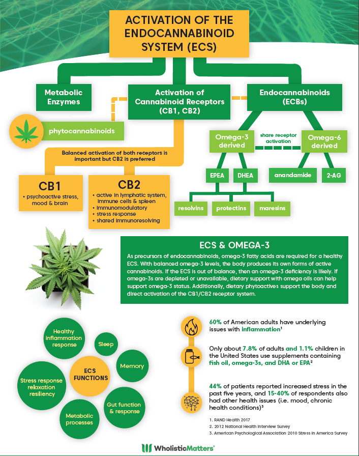 Do cats have CB1 and CB2 receptors?