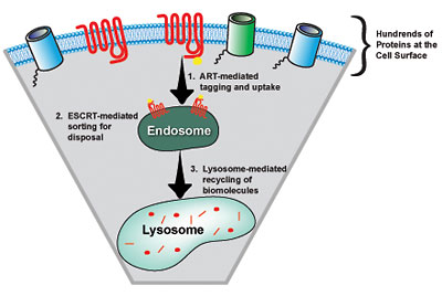 Do cells have waste removal?