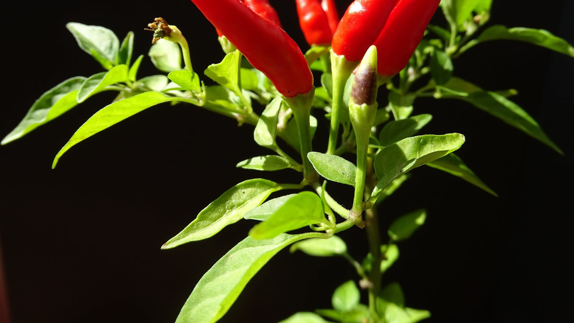 Do chillies like direct sunlight?