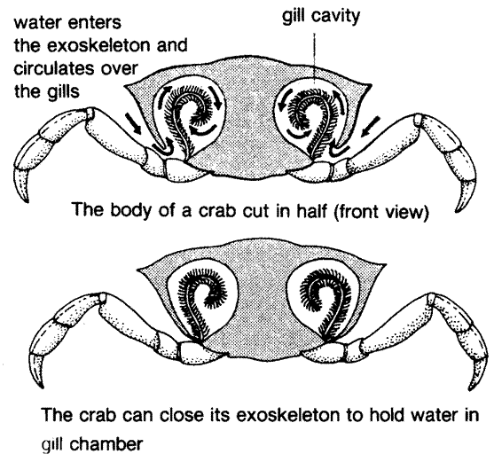 Do crabs breathe like humans?