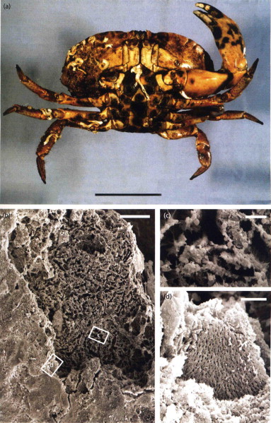 Do crabs have bacteria?