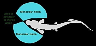 Do fish see forward or sideways?