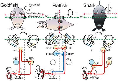 Do fish see straight ahead?