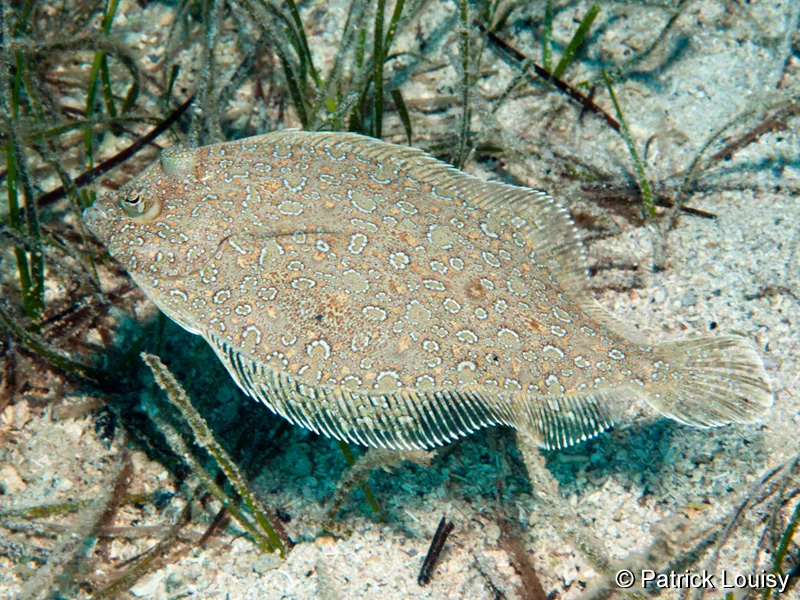 Do flounders swim fast?