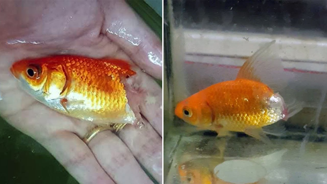 Do goldfish lose their fins?