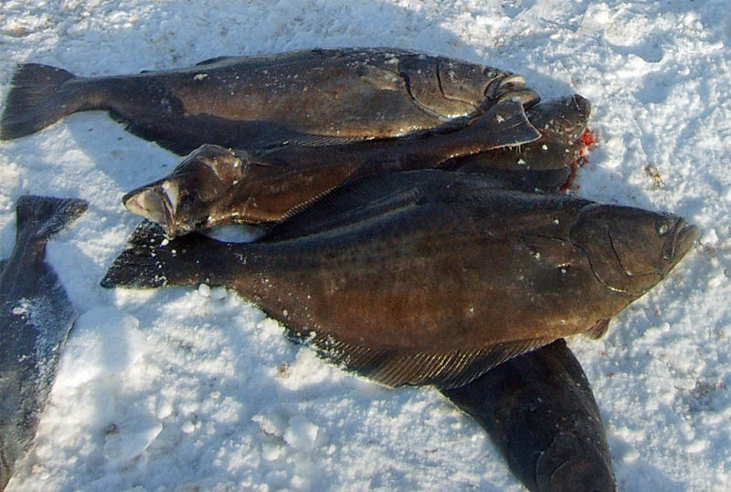 Do Greenland halibut eat squid?