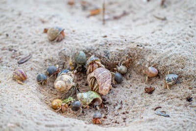Do hermit crabs help each other?