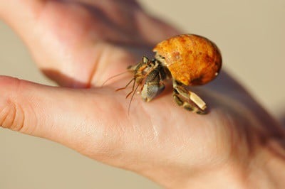 Do hermit crabs like being held?