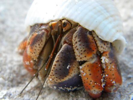 Do hermit crabs taste good?