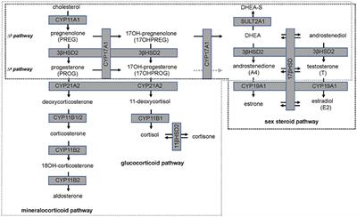 Do isoflavones affect testosterone?