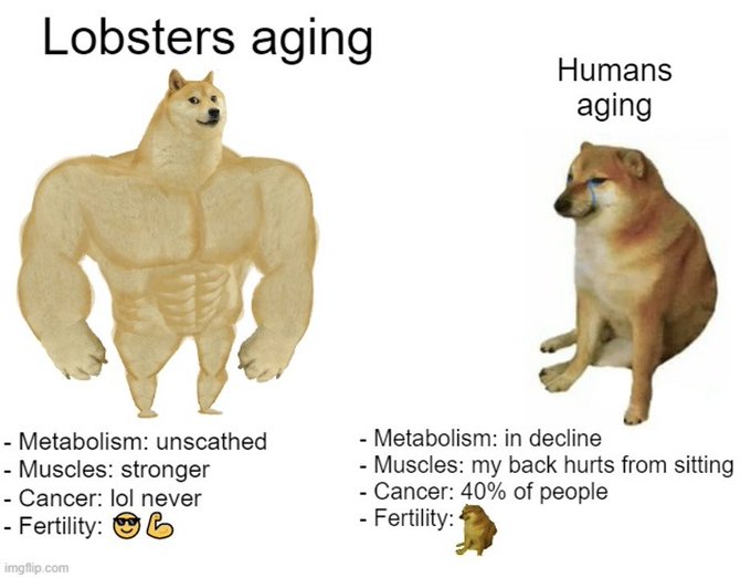 Do lobsters lose fertility as they get older?