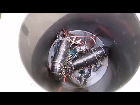 Do lobsters really scream?