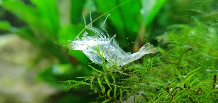 Do molting shrimp look dead?