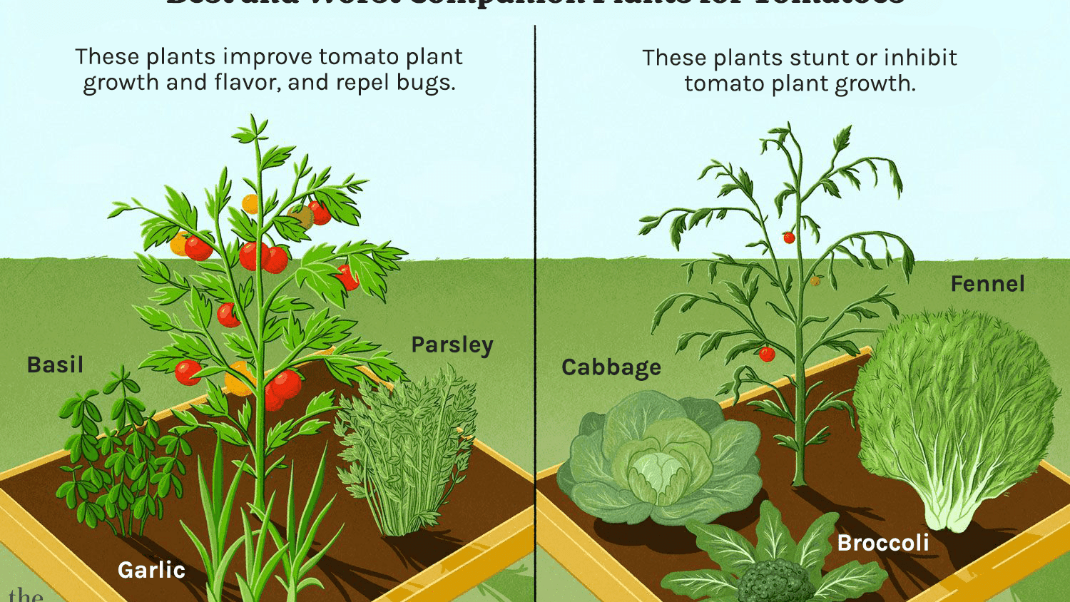 Do parsley and tomatoes go well together?