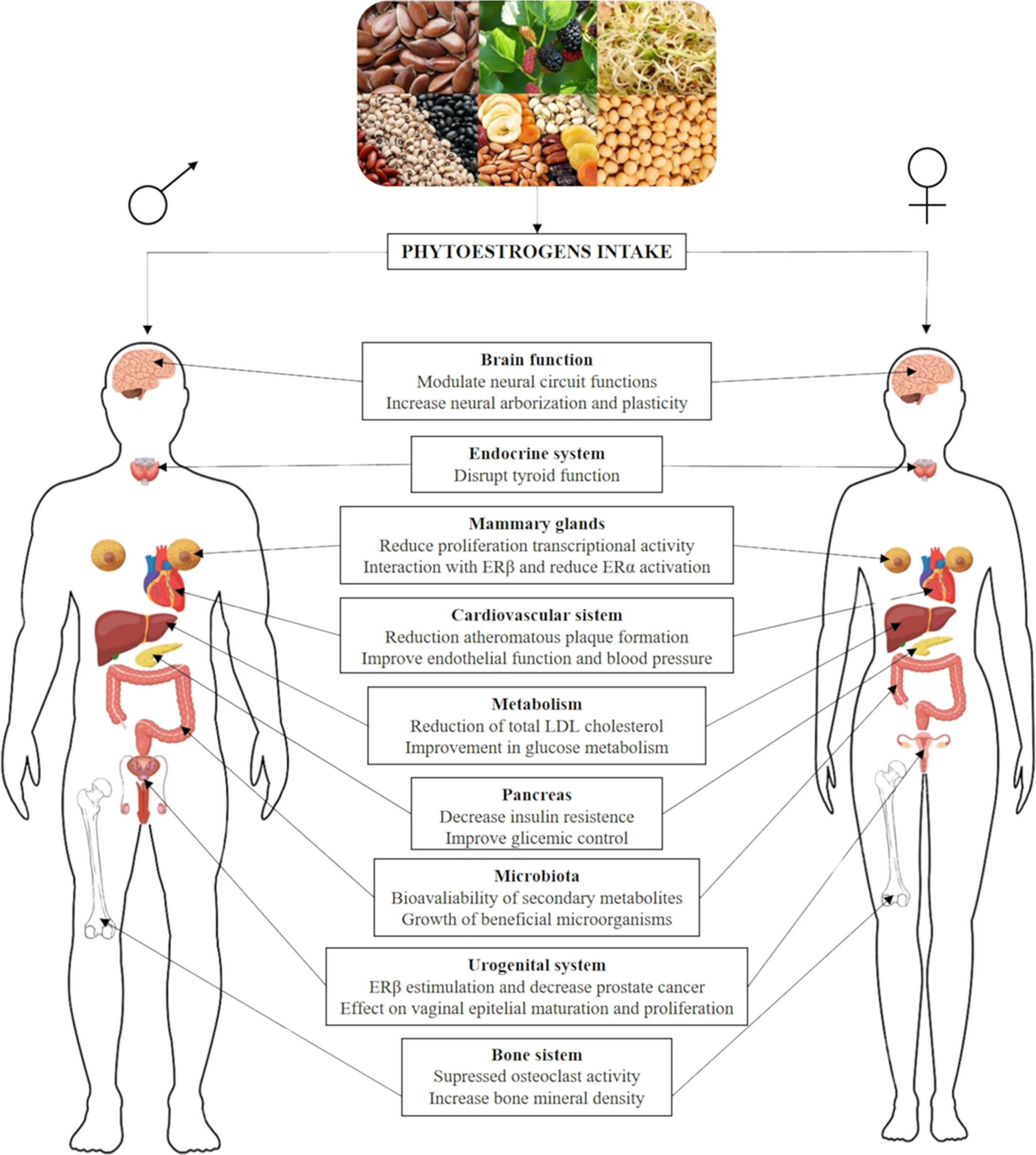 Do phytoestrogens affect humans?