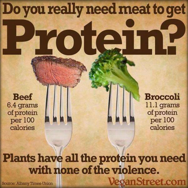 Do plants give you more protein than meat?