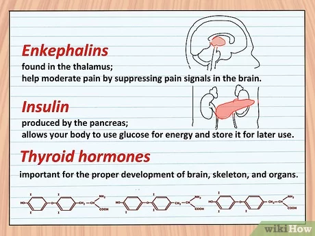 Do proteins give hormones?